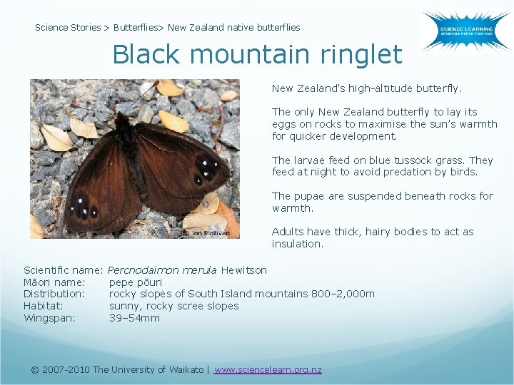 Science Stories Butterflies New Zealand native butterflies Red
