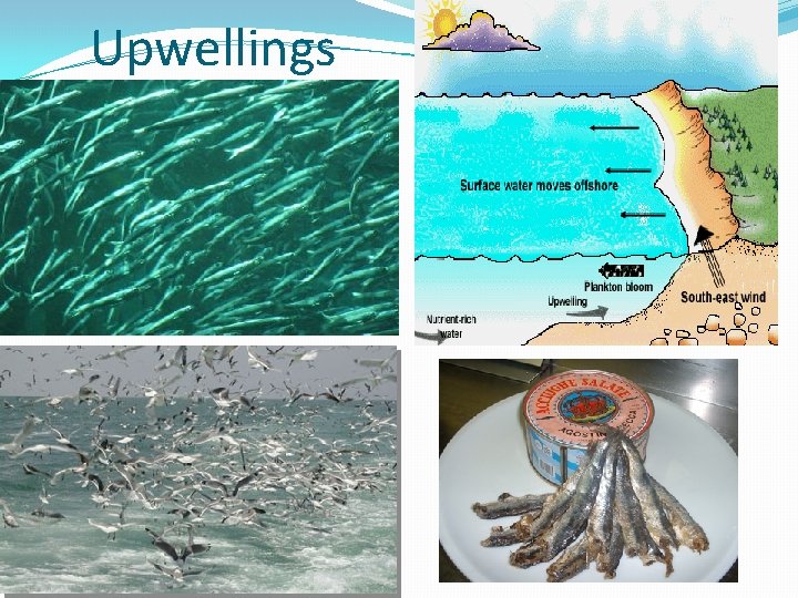 Ocean Movements Ocean Currents Waves and Tides Ocean