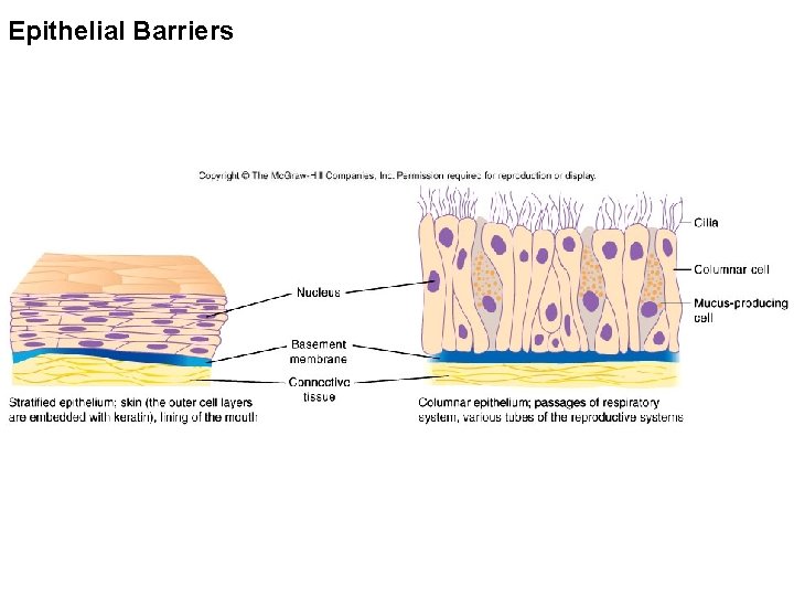 Principles of Medical Microbiology Principles of Infectious Disease