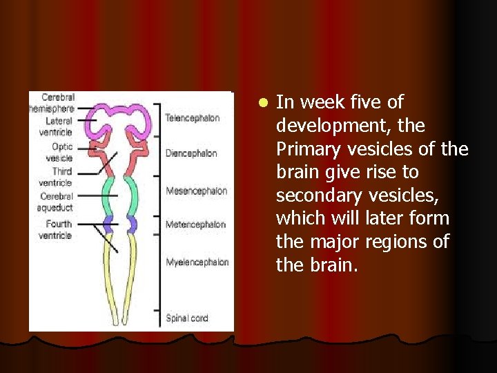 The Central Nervous System The Brain looks pinkish