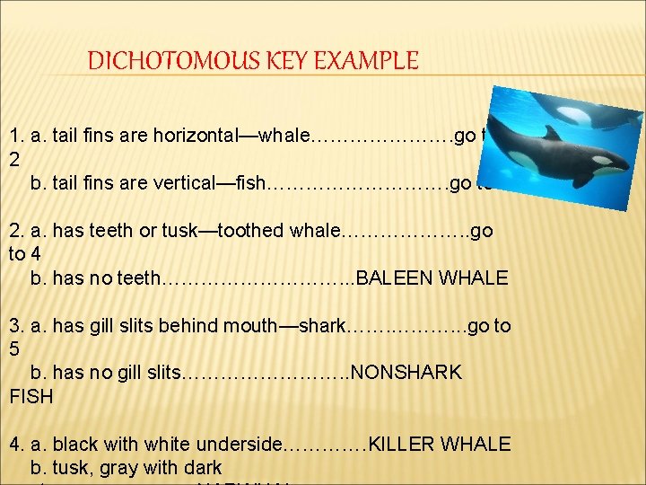 SBI 3 U SECTION 1 4 CLASSIFYING TYPES