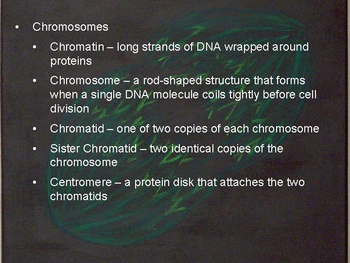 Chromosomes Chromatin long strands of DNA wrapped around