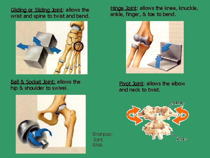 The Skeletal System Two skeletons Axial bones of