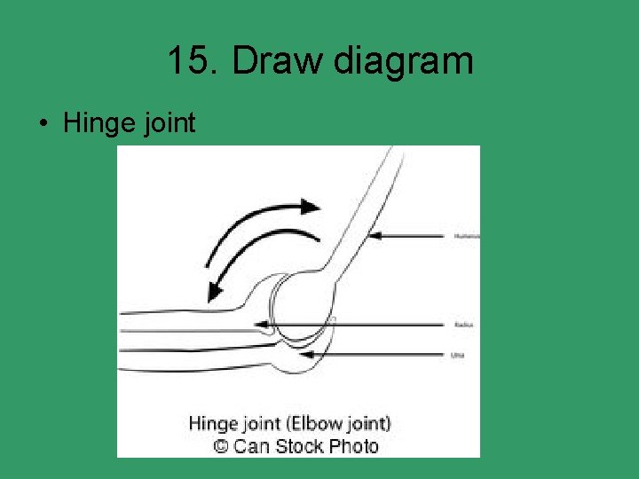 The Skeletal System Two skeletons Axial bones of