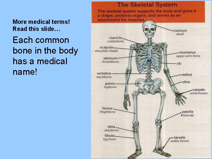 The Skeletal System Two skeletons Axial bones of