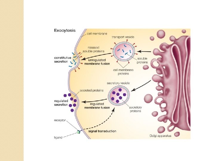 EXOCYTOSIS ENDOCYTOSIS RECEPTOR MEDIATED ENDOCYTOSIS Vesicle Transport In