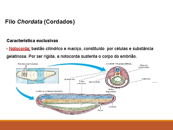 Reino Animalia Filo Chordata Cordados Filo com animais