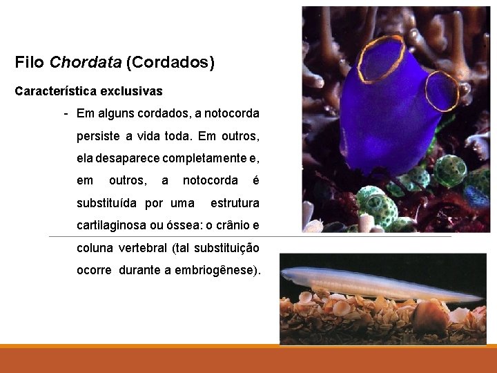 Reino Animalia Filo Chordata Cordados Filo com animais