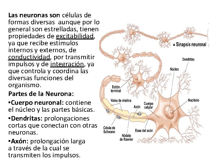 Seres Vivos v La unidad vital morfolgica fisiolgica