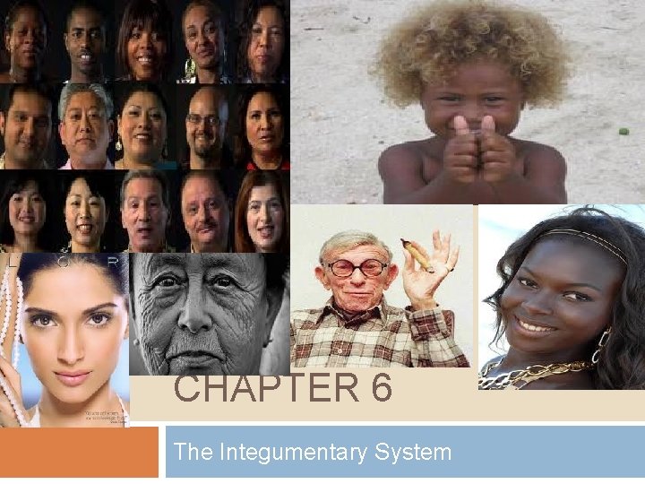 CHAPTER 6 The Integumentary System Structure of the