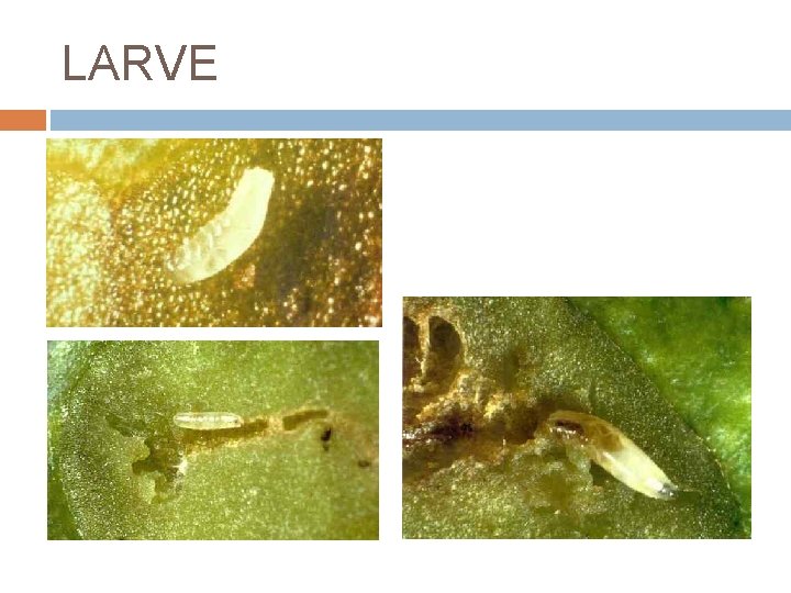 MOSCA DELLOLIVO Dacus oleae o Bactrocera oleae CARATTERISTICHE