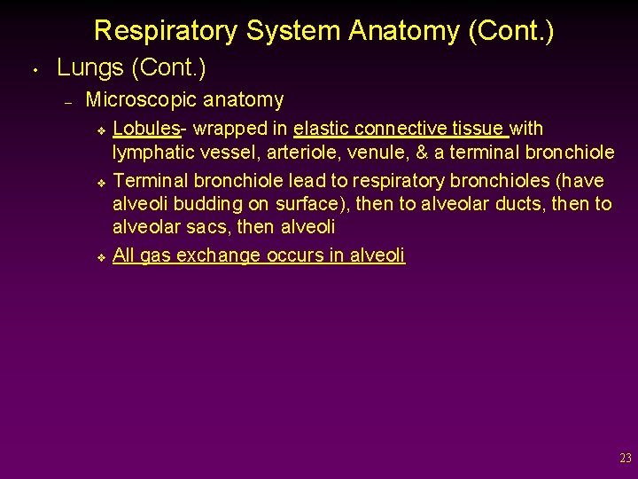 The Respiratory System Chapter 13 1 Outline Functions