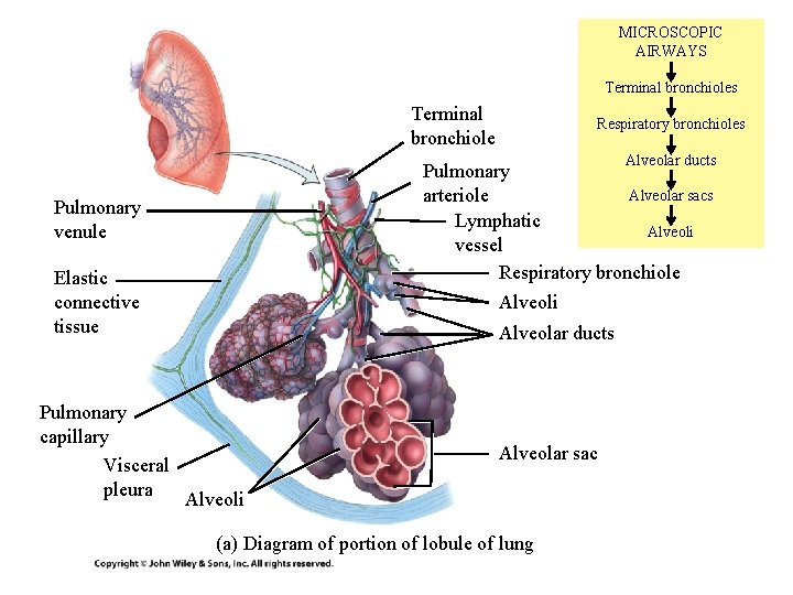 The Respiratory System Chapter 13 1 Outline Functions