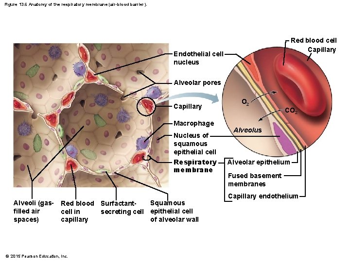 The Respiratory System Chapter 13 1 Outline Functions