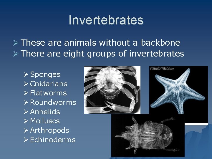 Animal Classification Animals Animals are spilt into two