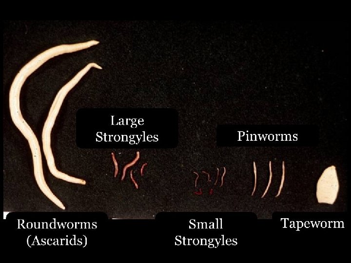 EQUINE DEWORMING DR MELANIE WOWK ZOETIS MANAGER VETERINARY