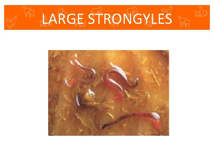 EQUINE DEWORMING DR MELANIE WOWK ZOETIS MANAGER VETERINARY