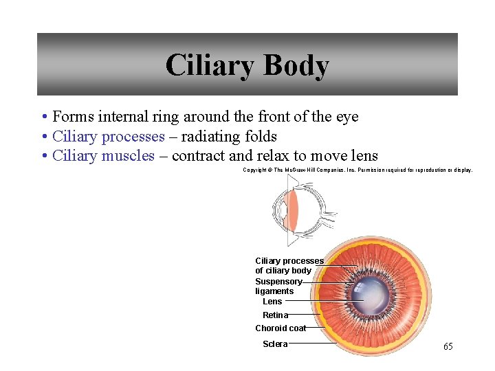 Chapter 12 Lecture Power Point Copyright The Mc