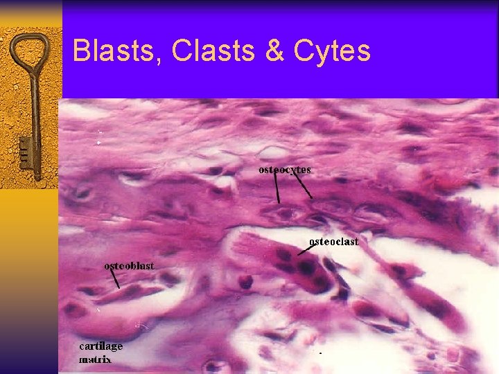 DCAP PPT Chapter 6 Bone Tissue Functions of