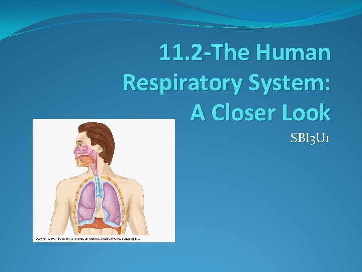 11 2 The Human Respiratory System A Closer
