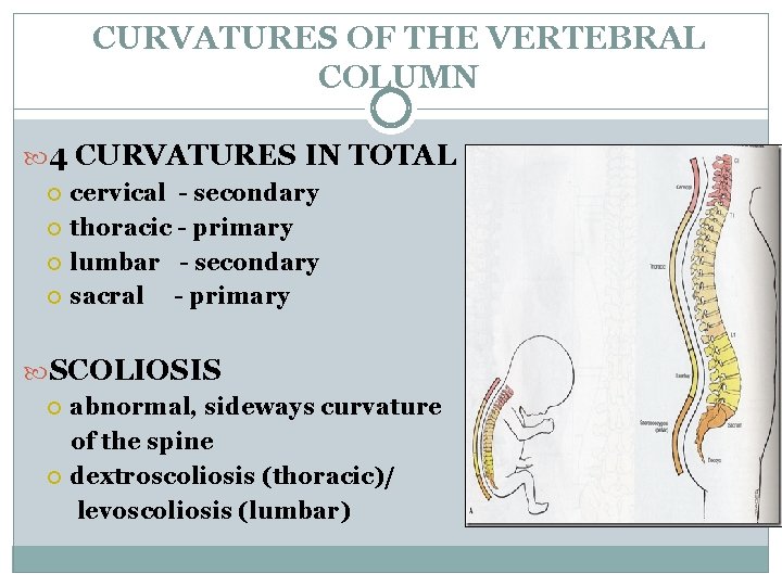 VERTEBRAL COLUMN FRANJKA ANTOLI 2 ND YEAR 20132014