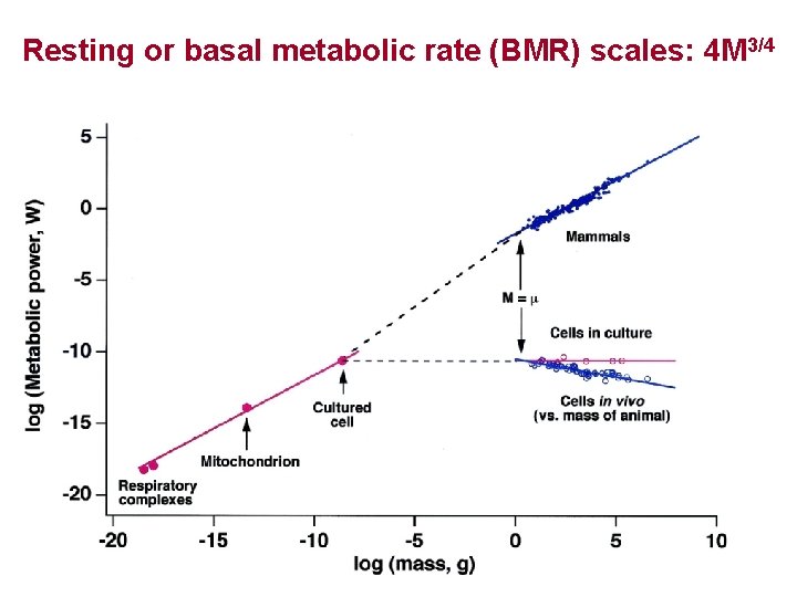 log metabolic rate Metabolism Allometry log body mass
