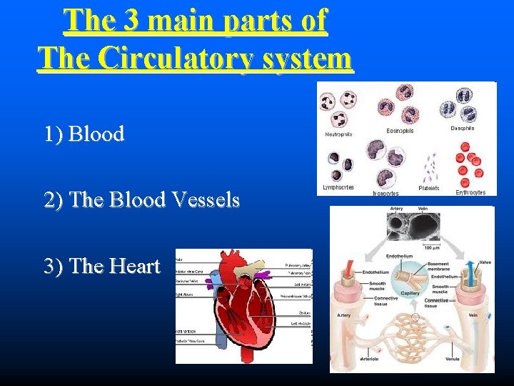 Main Functions 1 2 3 4 Transports oxygen