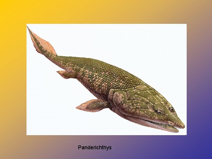 I primi tetrapodi e la colonizzazione delle terre