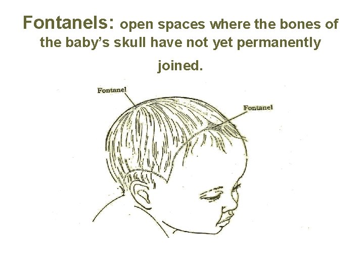Labor Delivery Types of Deliveries 1 Cesarean section