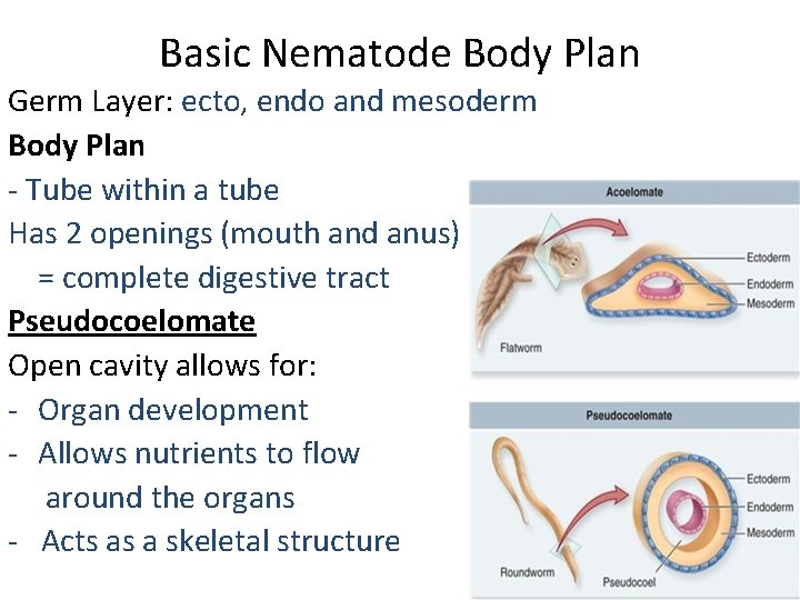 Phylum Nematoda Nematodes Origin of the word nematoda