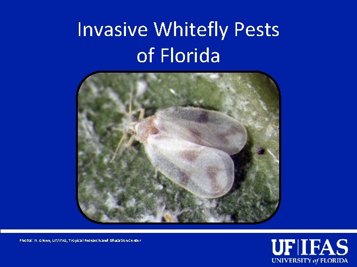 Invasive Whitefly Pests of Florida Photos H Glenn