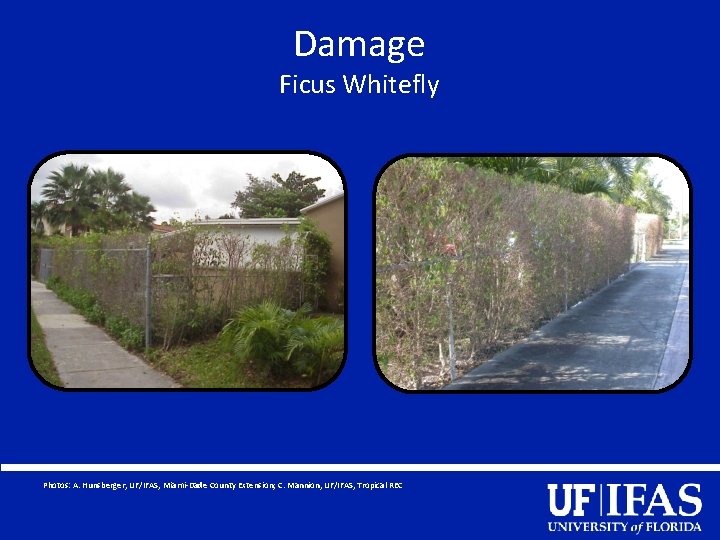 Invasive Whitefly Pests of Florida Photos H Glenn