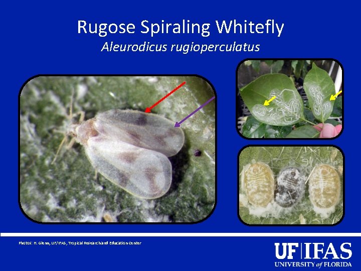 Invasive Whitefly Pests of Florida Photos H Glenn