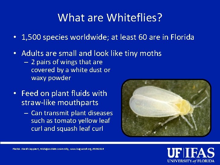 Invasive Whitefly Pests of Florida Photos H Glenn