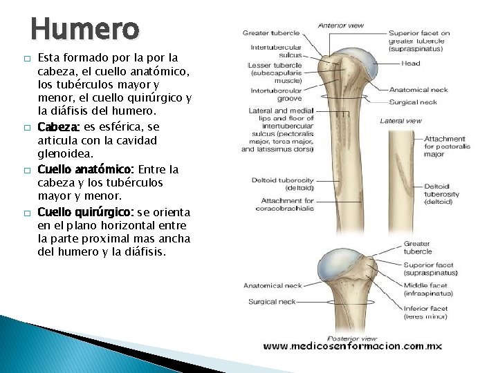 Miembro superior Francisco Bonilla A Katherine Lora G