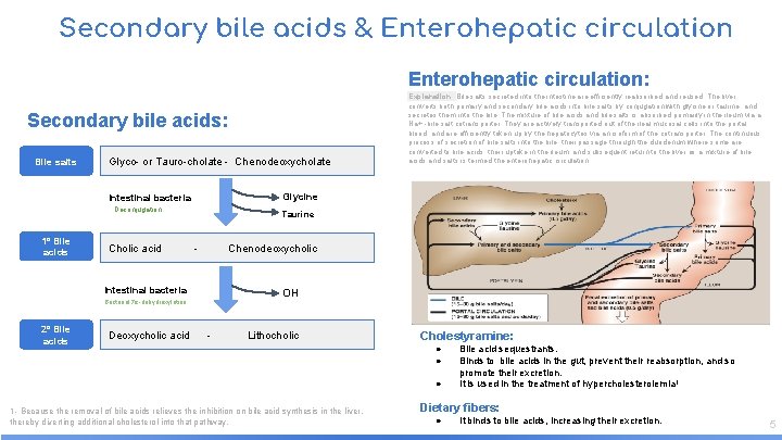Bile Acids Salts Objectives Structure of primary bile