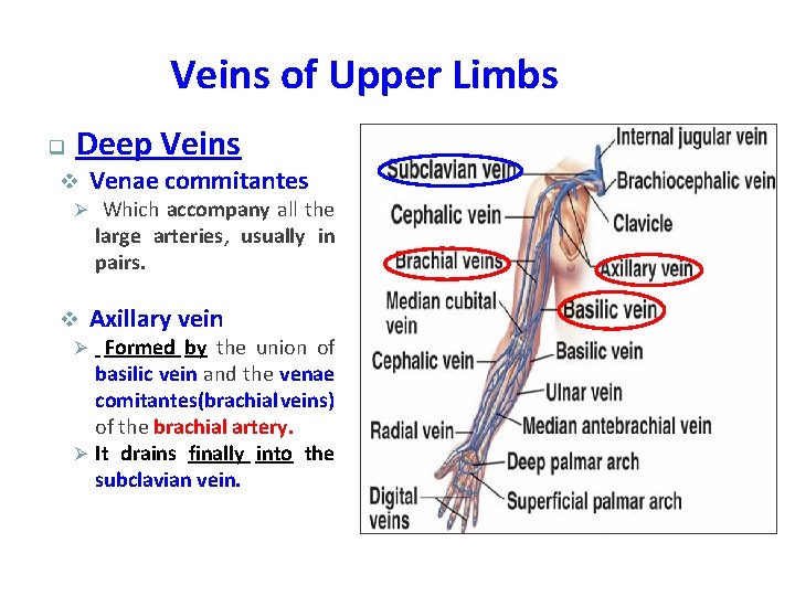 Major Blood VesselsVeins By Associate Prof Khaleel Alyahya