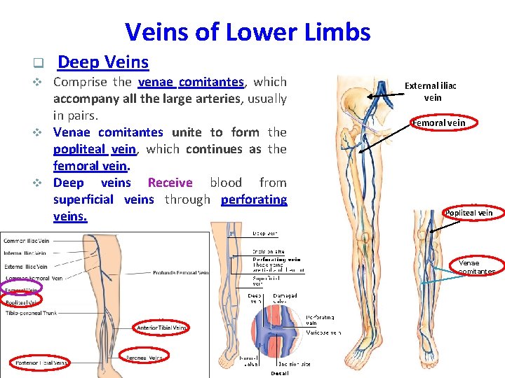 Major Blood VesselsVeins By Associate Prof Khaleel Alyahya