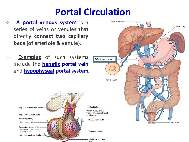 Major Blood VesselsVeins By Associate Prof Khaleel Alyahya