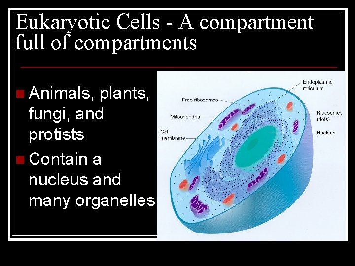 Components of the Cell System To know prokaryotic