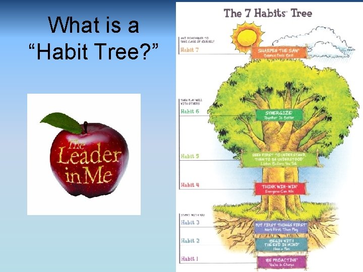 What is a Habit Tree Introduction 1 st