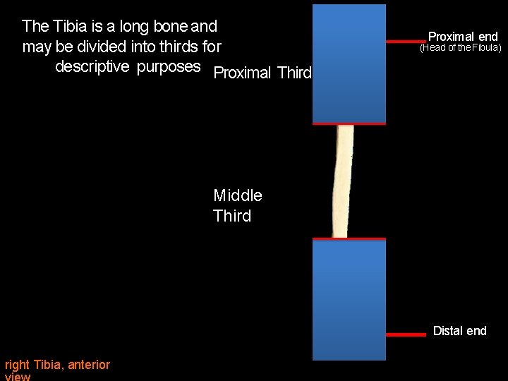 MBBS MC MIRPUR m GROSS ANATOMY PROF DR