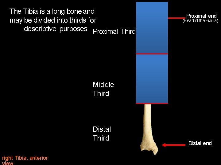 MBBS MC MIRPUR m GROSS ANATOMY PROF DR
