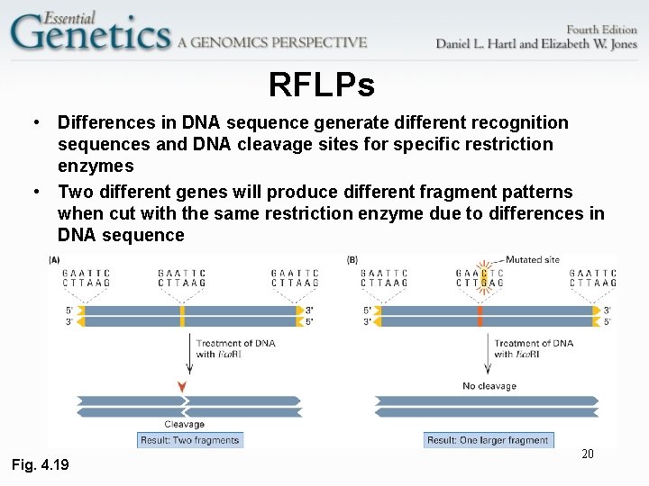 4 Gene Linkage and Genetic Mapping Mendels Laws