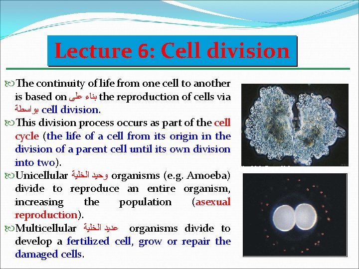 Lecture 6 Cell division The continuity of life
