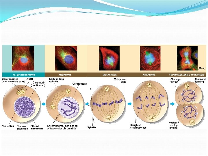 Lecture 6 Cell division The continuity of life