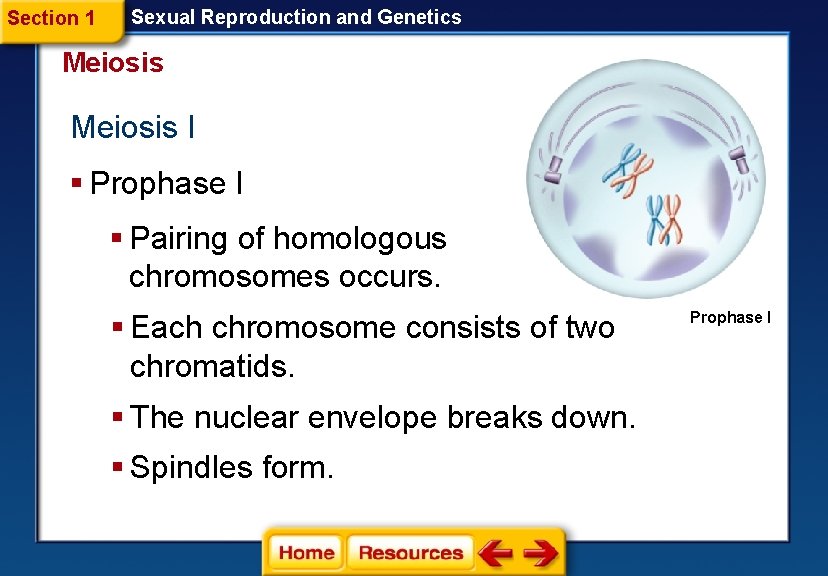 Sexual Reproduction and Genetics Section 1 Meiosis Section