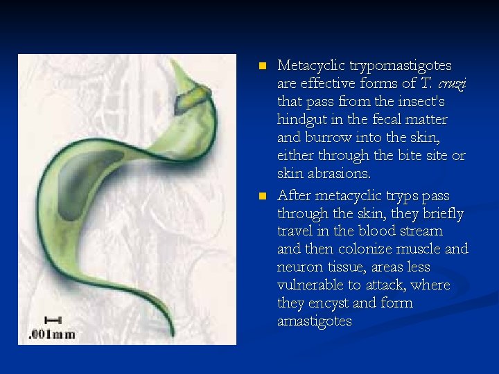 Bridging the Gap Where Clinical and Basic Sciences
