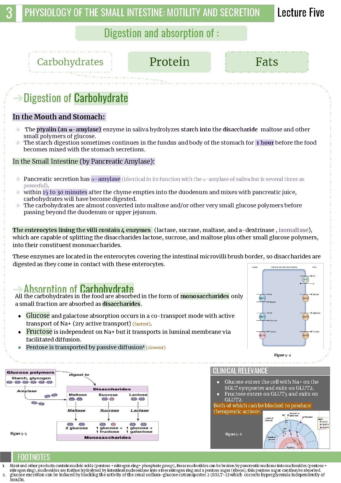 LECTURE V Physiology of the Small Intestine Motility