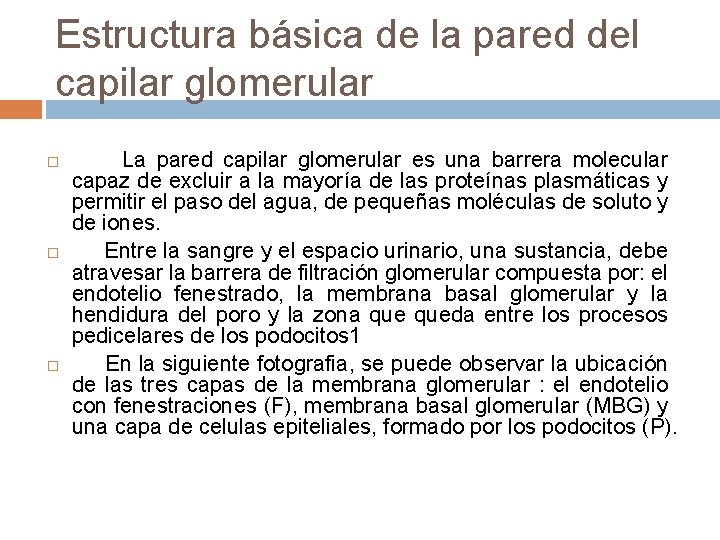 Captulo 5 Clase 2 Membrana Glomerular Estructura bsica